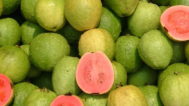 Klasifikasi Jenis Jambu Biji Menggunakan Convolutional Neural Network ...